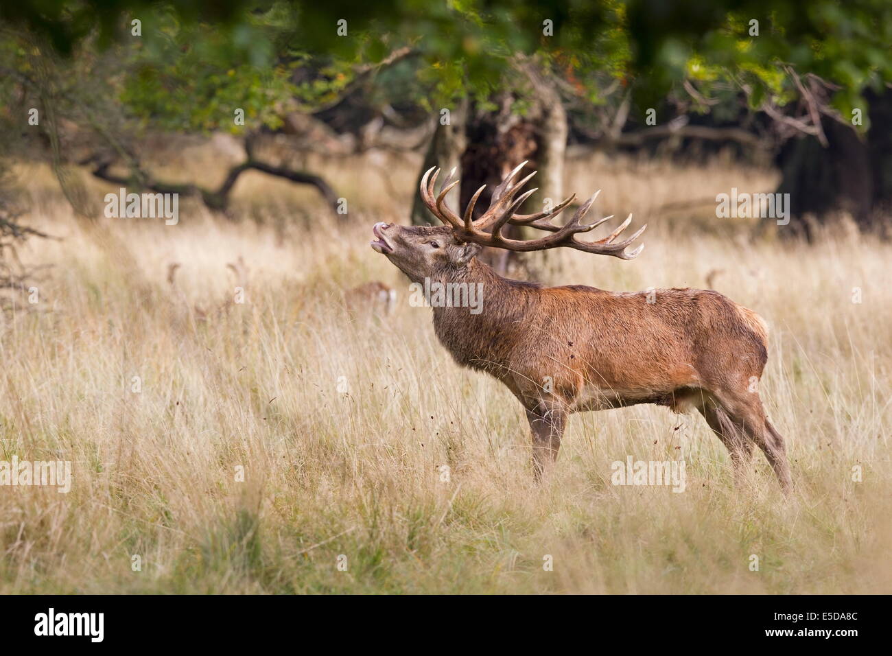 Dyrehaven hi-res stock photography and images - Alamy