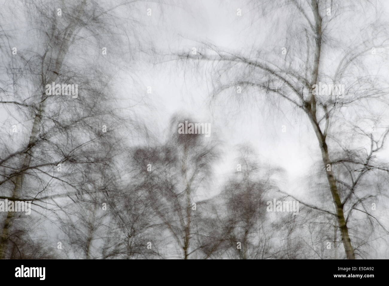 Birch trees in wind hi-res stock photography and images - Alamy