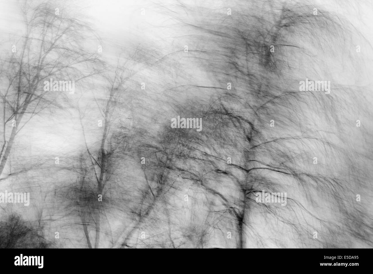 Birch branches swaying in wind hi-res stock photography and images - Alamy