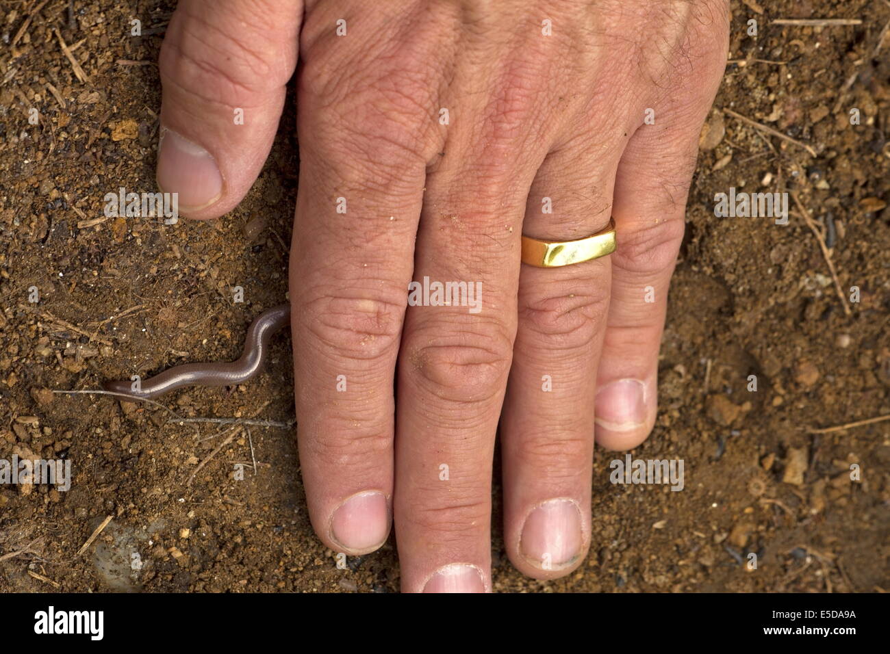 Leptotyphlops carlae hi-res stock photography and images - Alamy