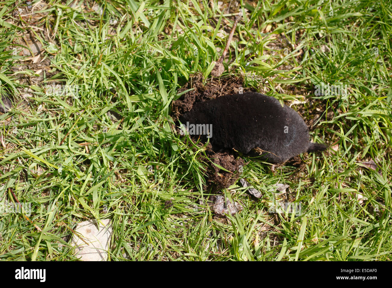 Mole digging hi-res stock photography and images - Alamy
