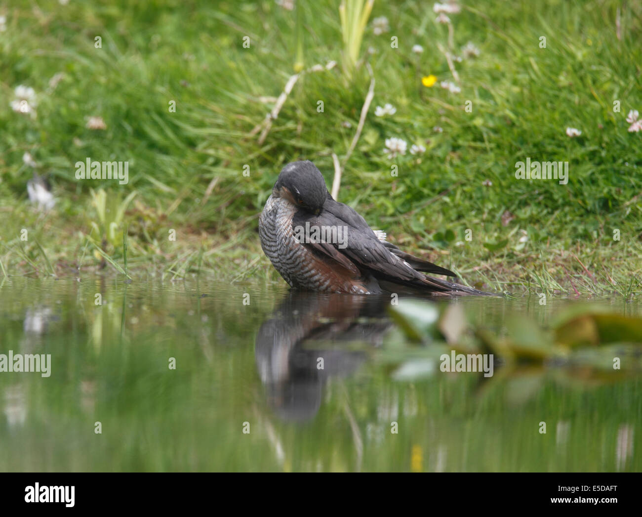 Accipter nisa Sparrow Hawk male preening in garden pond Stock Photo - Alamy