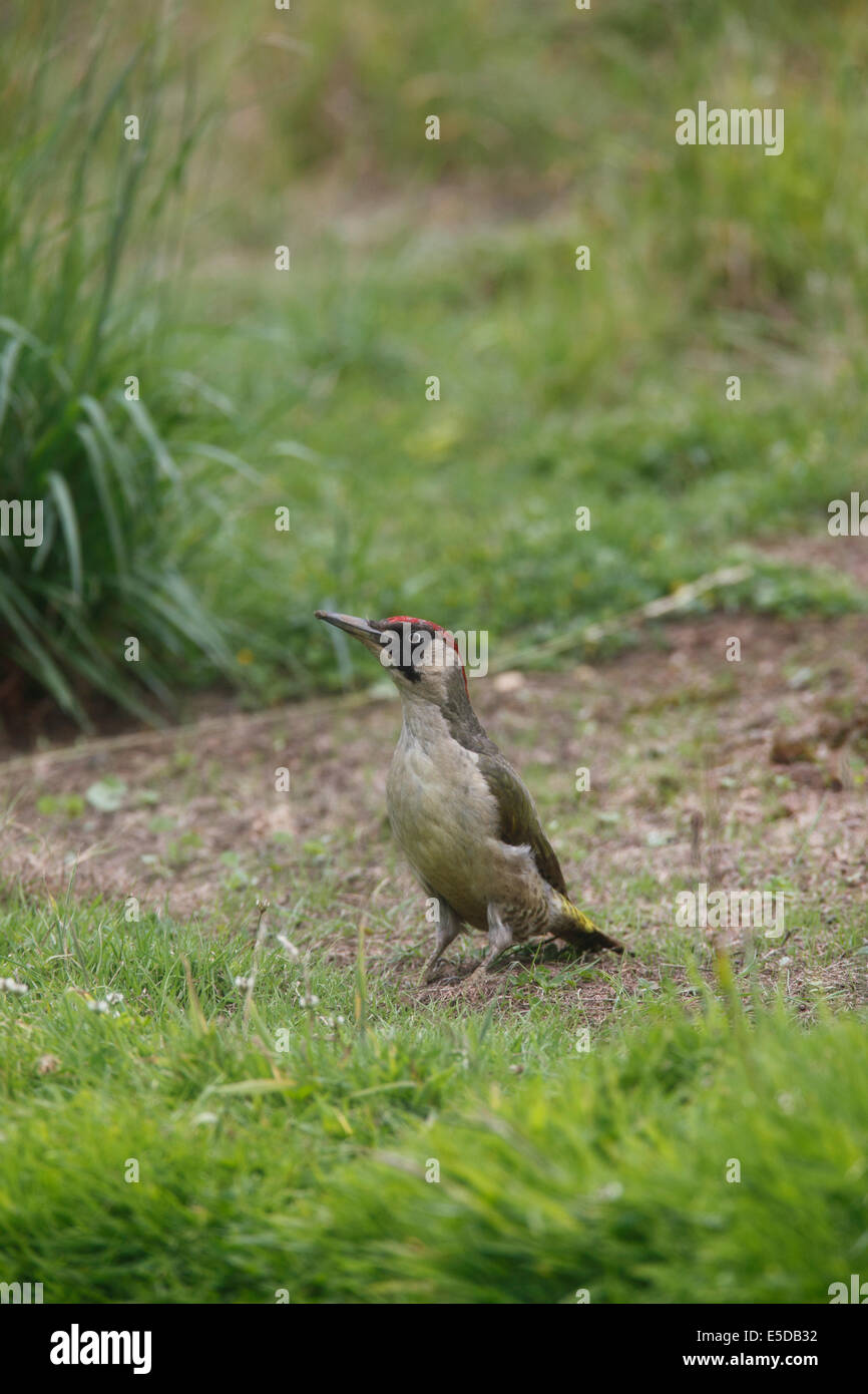 Pica viridis Green woodpecker juvenile on ground front view Stock Photo ...