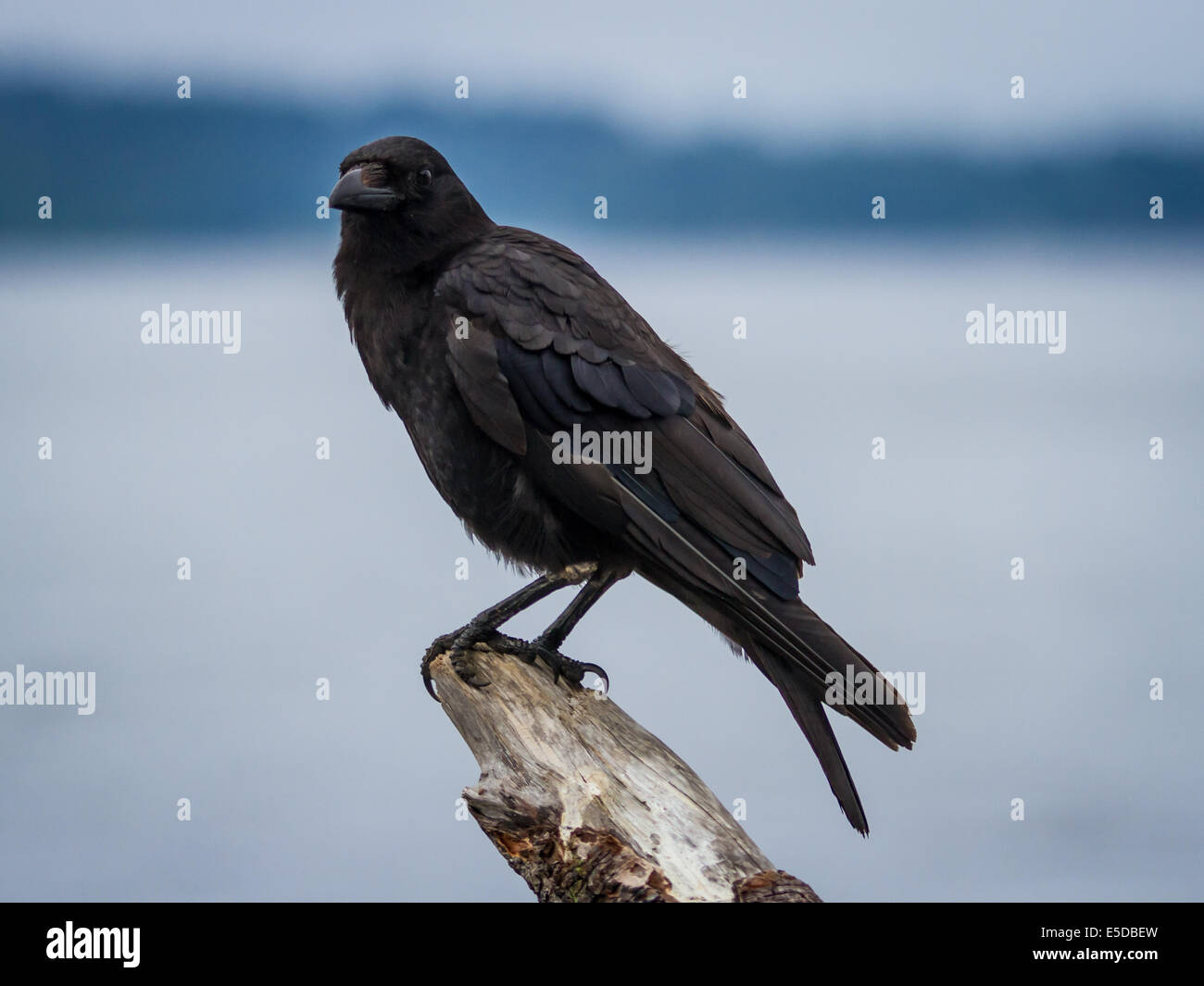 A single crow perched on a piece of driftwood, on the shore of Puget ...