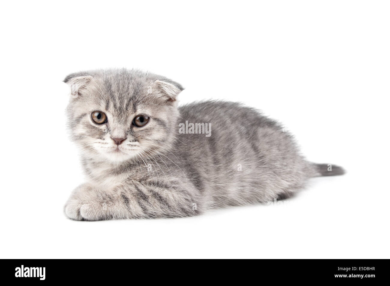 Grey purebred british kitten Cut Out Stock Images & Pictures - Alamy