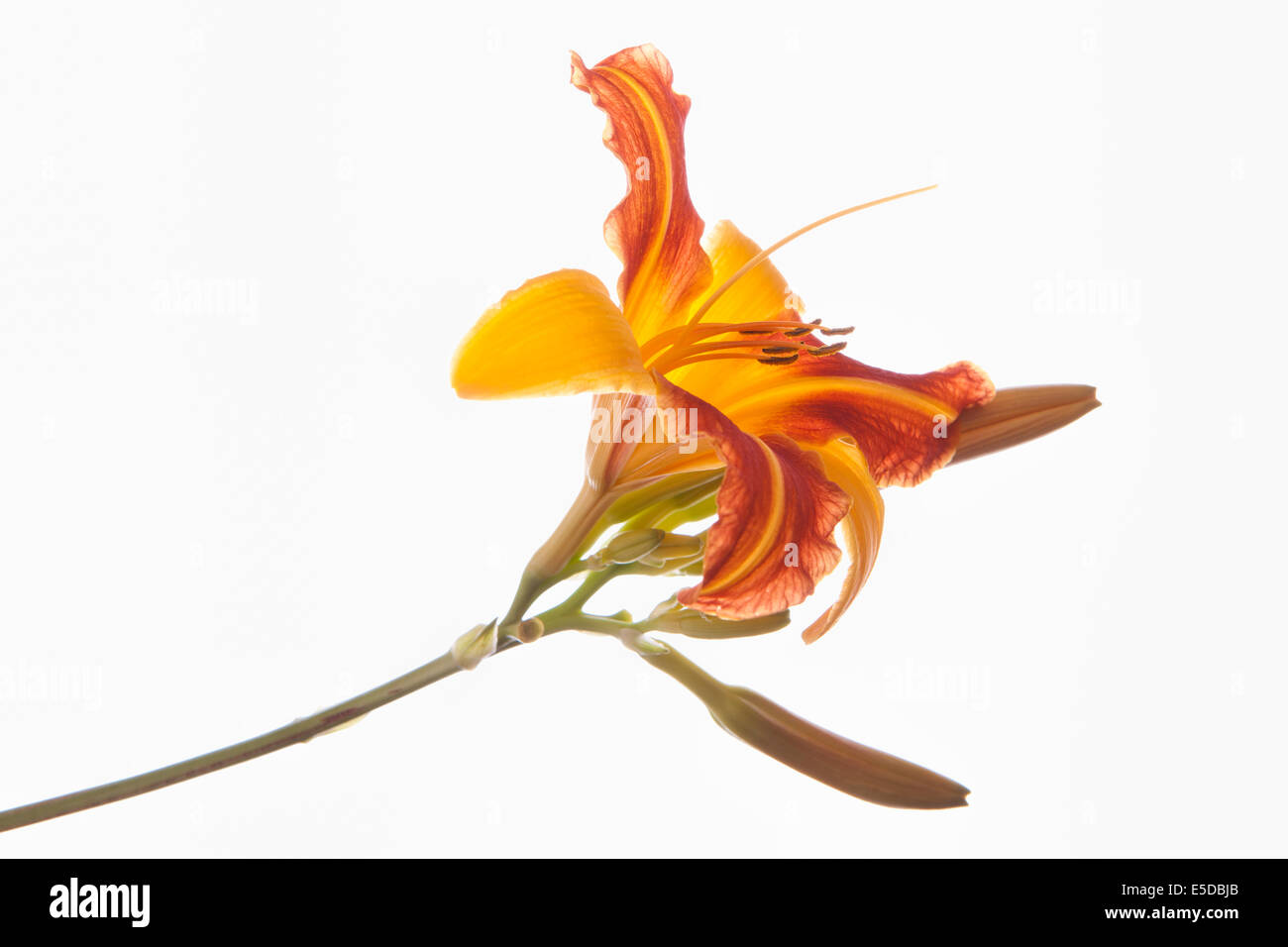Orange tiger lily Stock Photo - Alamy