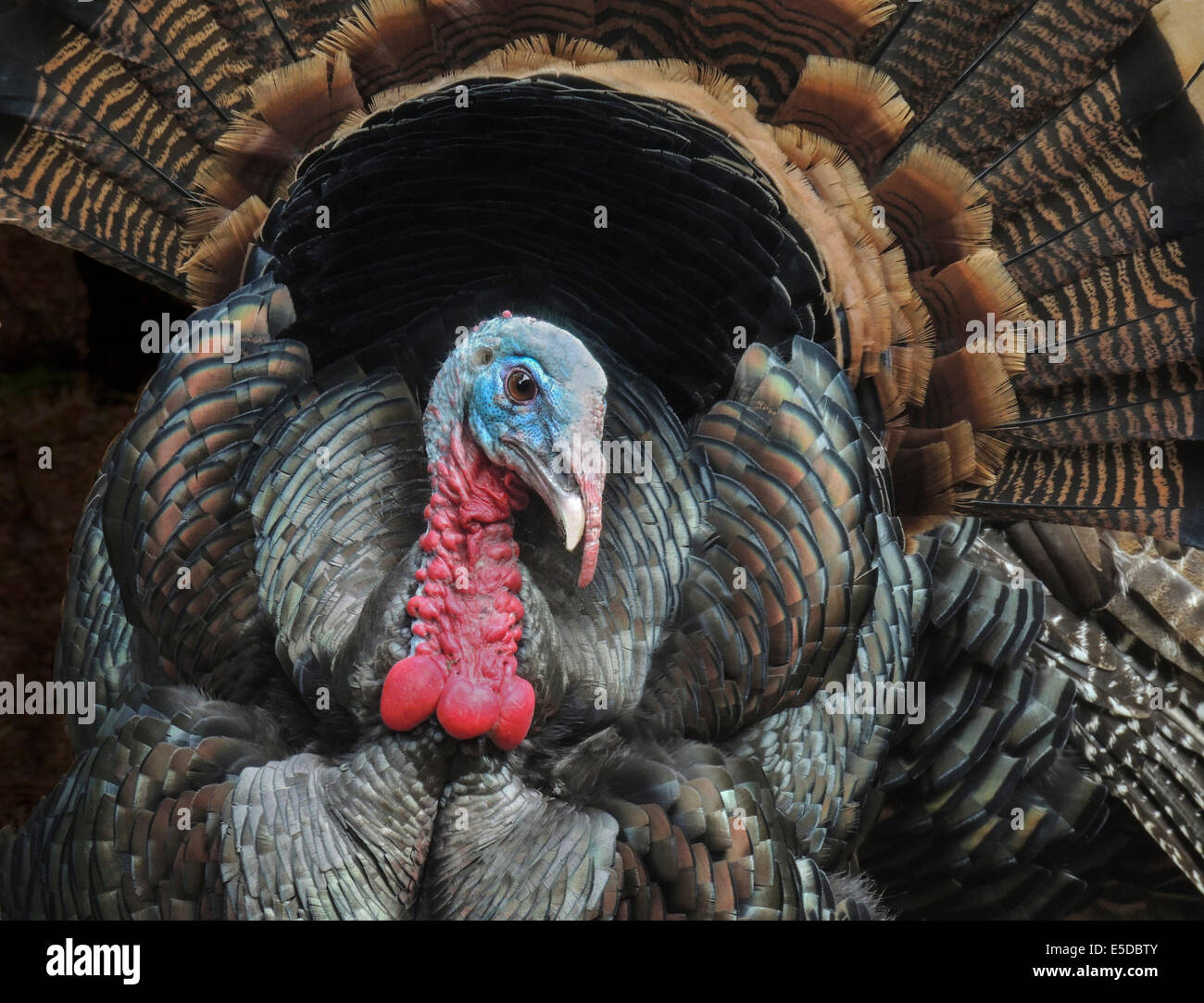 Tom turkey hi-res stock photography and images - Alamy