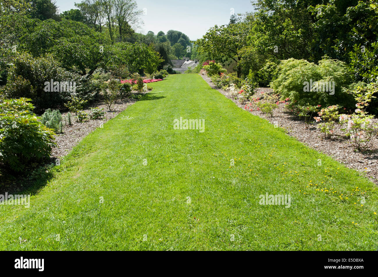 Long sloping lush green lawn in the gardens of Aberglasney House ...
