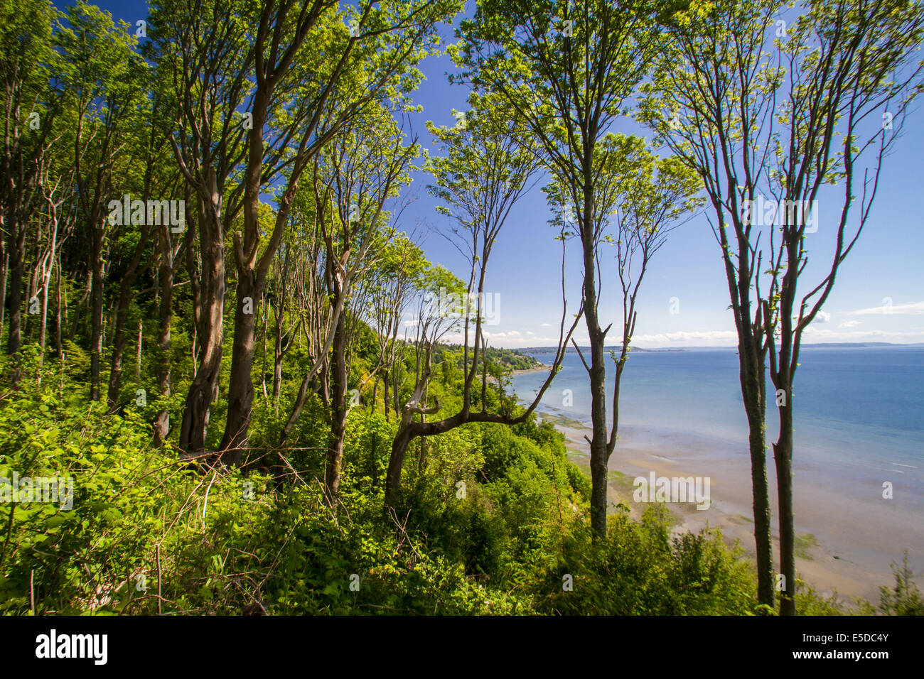 A lush green forest on a bluff, overlooking a beach on Puget Sound, in ...