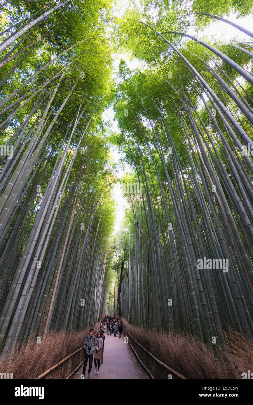 Asia; Japan; Honshu; Kyoto; Arashiyama; bamboo forest Stock Photo - Alamy