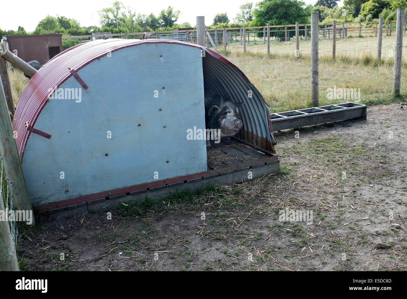 Pig shelter hi-res stock photography and images - Alamy