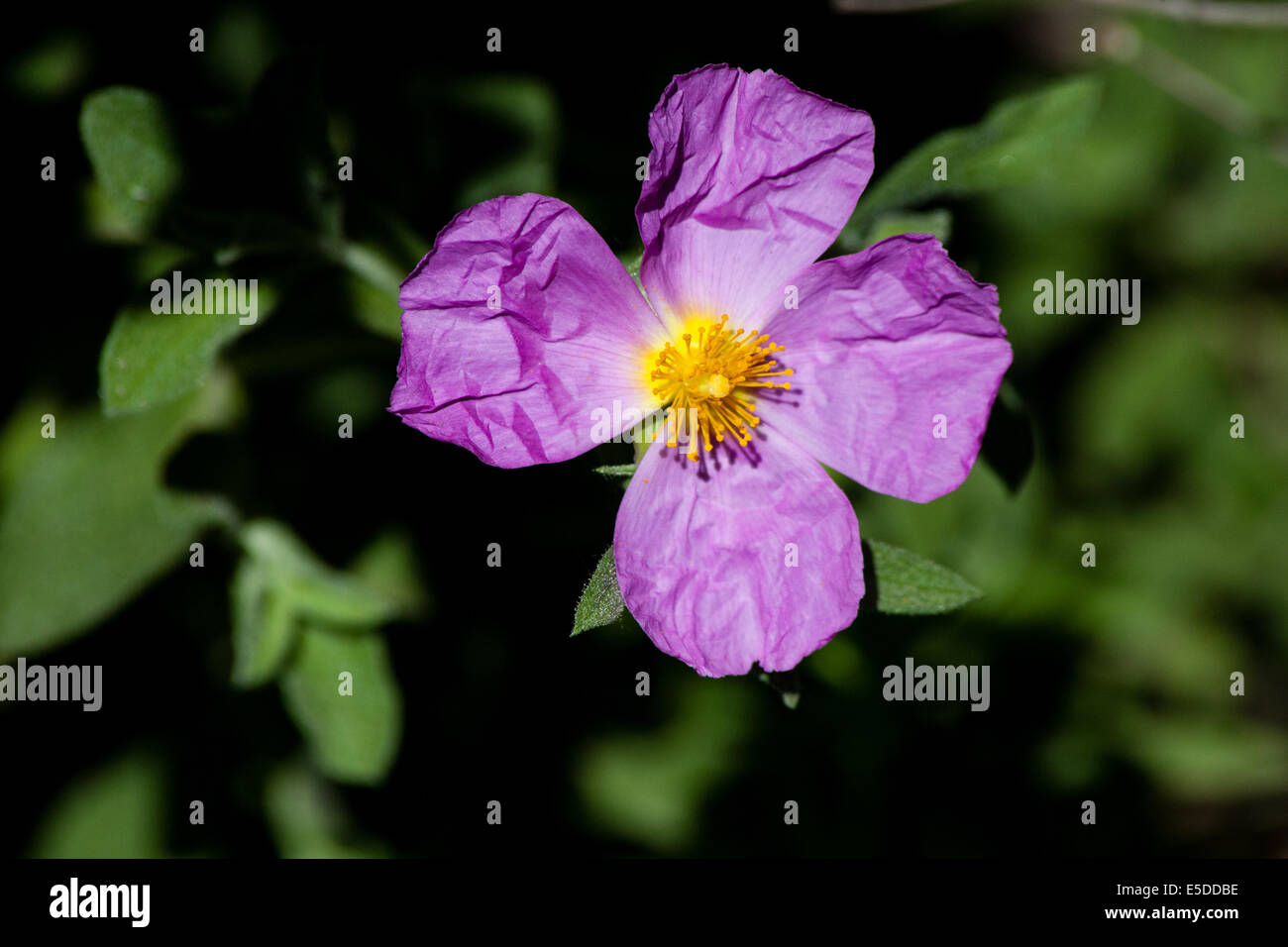 Wild California Rose Stock Photo - Alamy