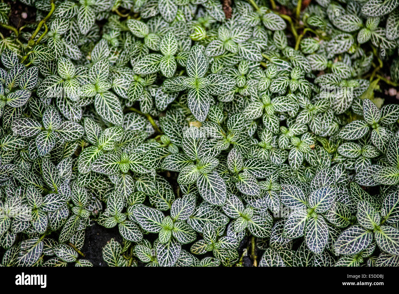 Green ground cover Stock Photo - Alamy