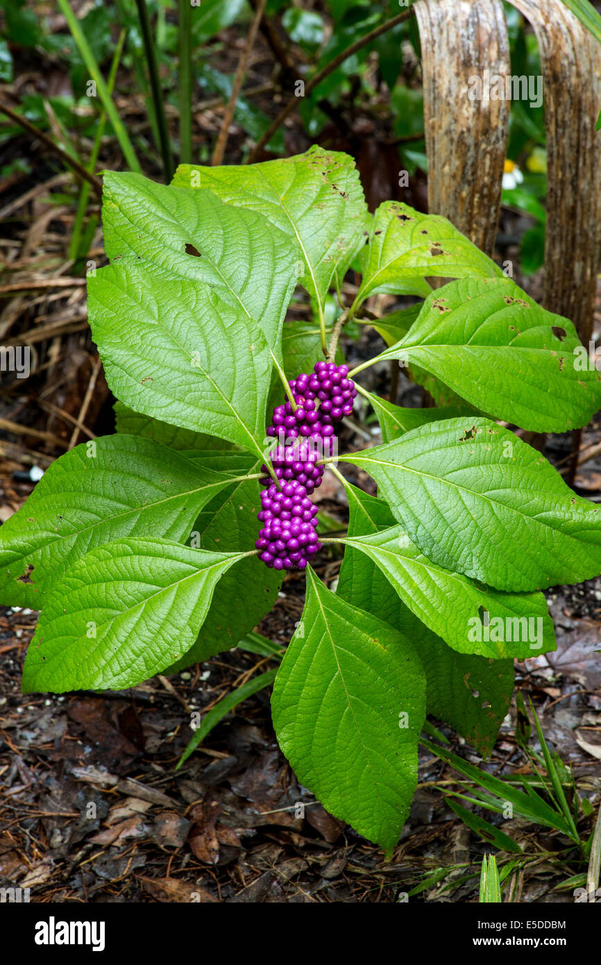 American beautyberry hi-res stock photography and images - Alamy