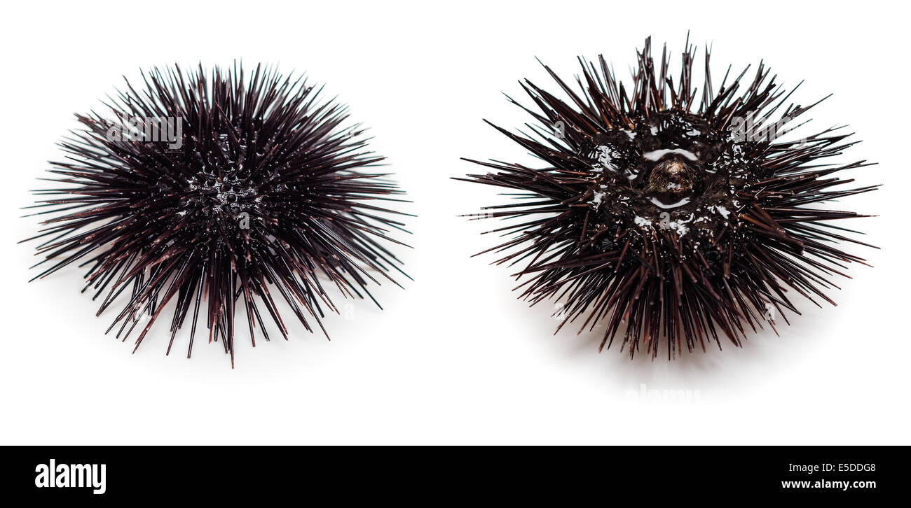 Sea urchin isolated on white background Stock Photo - Alamy