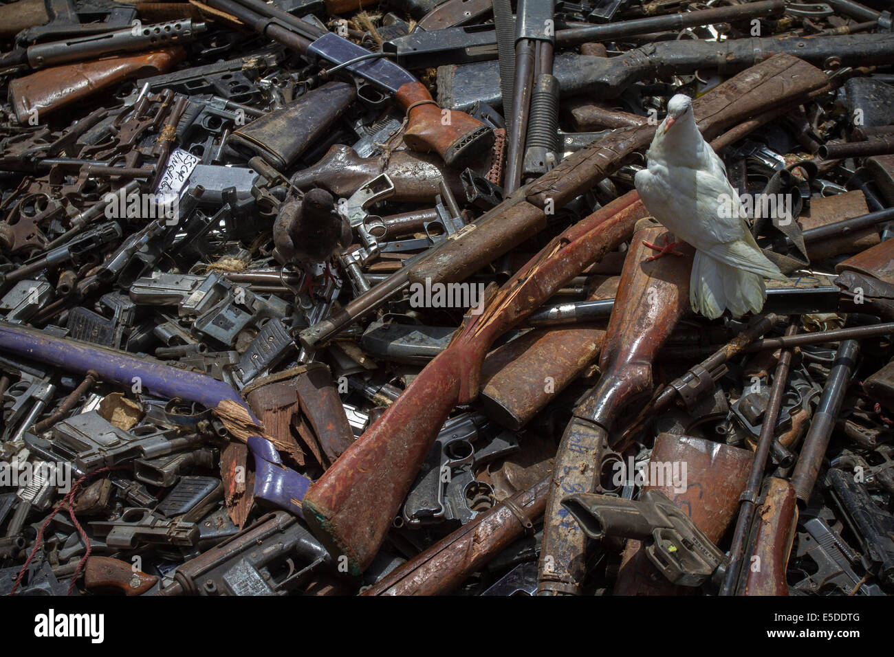 Santo Domingo, Dominican Republic. 28th July, 2014. A dove stands over ...