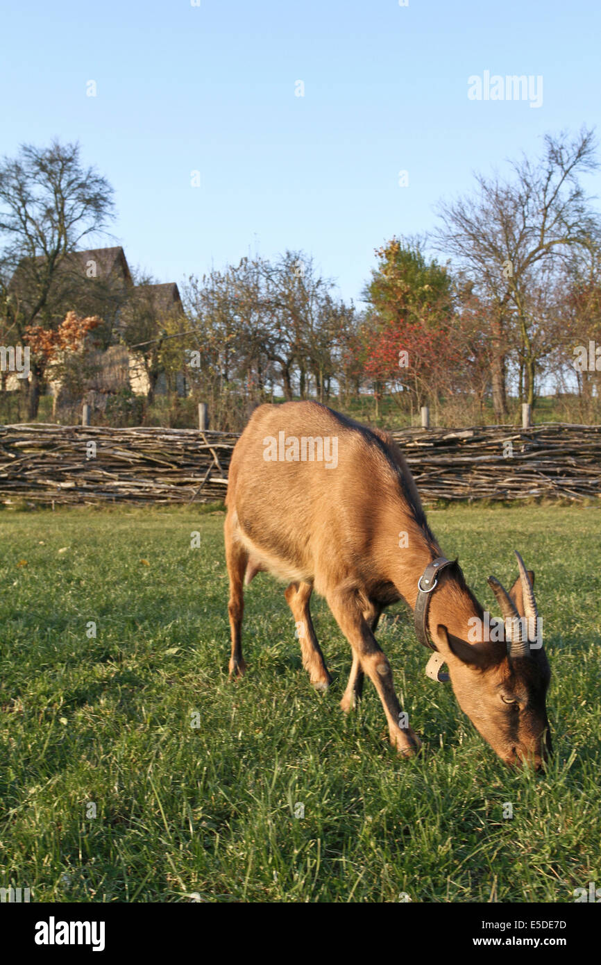 Goat garden hi-res stock photography and images - Alamy