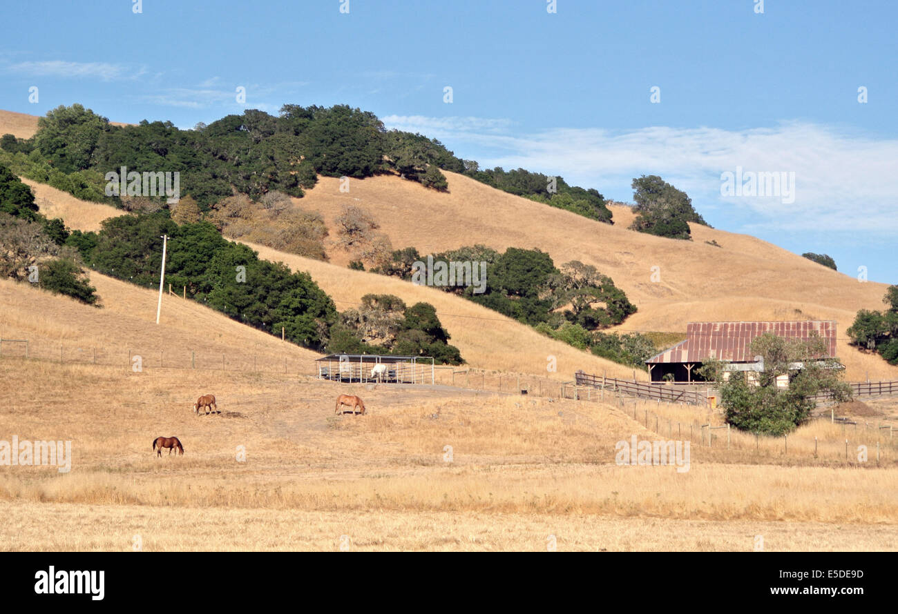 Golden grass scenic rolling hills hi-res stock photography and images ...