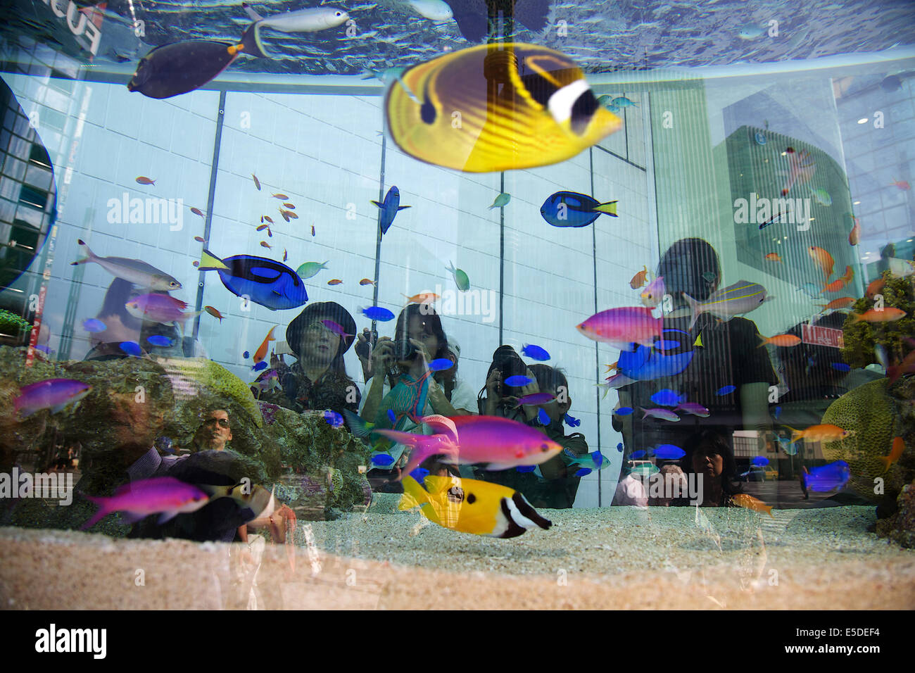 Tokyo, Japan - Pedestrians see the fishes from Okinawa inside the 14 ...