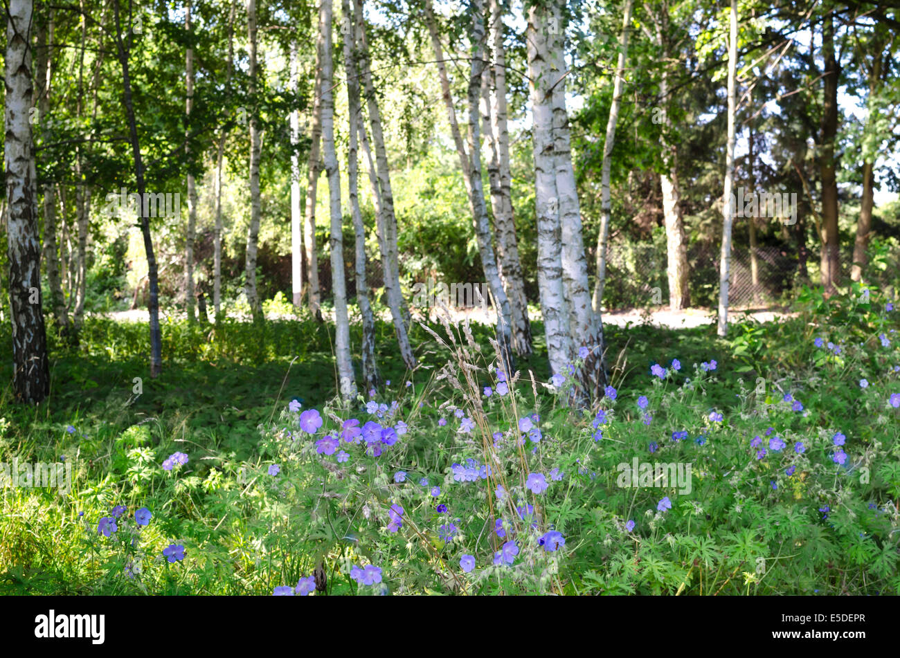 Birch tree flowers hi-res stock photography and images - Alamy