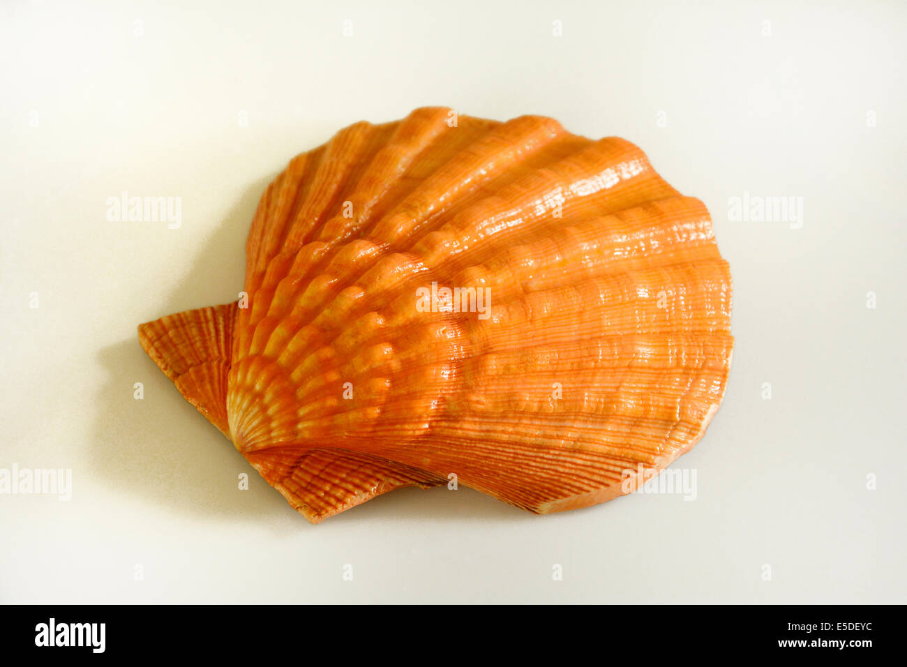 Shell orange hi-res stock photography and images - Alamy