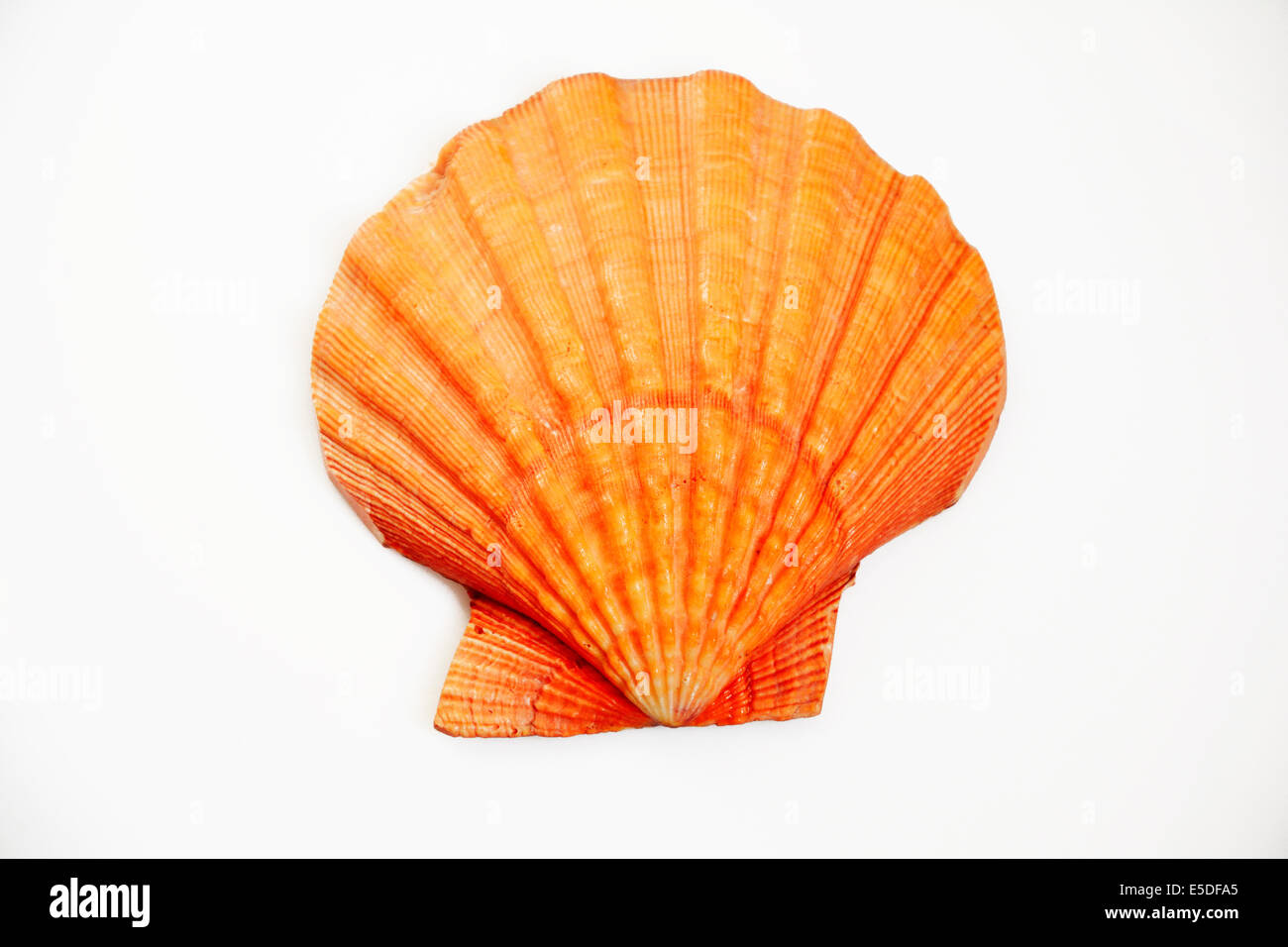 Shell orange hi-res stock photography and images - Alamy