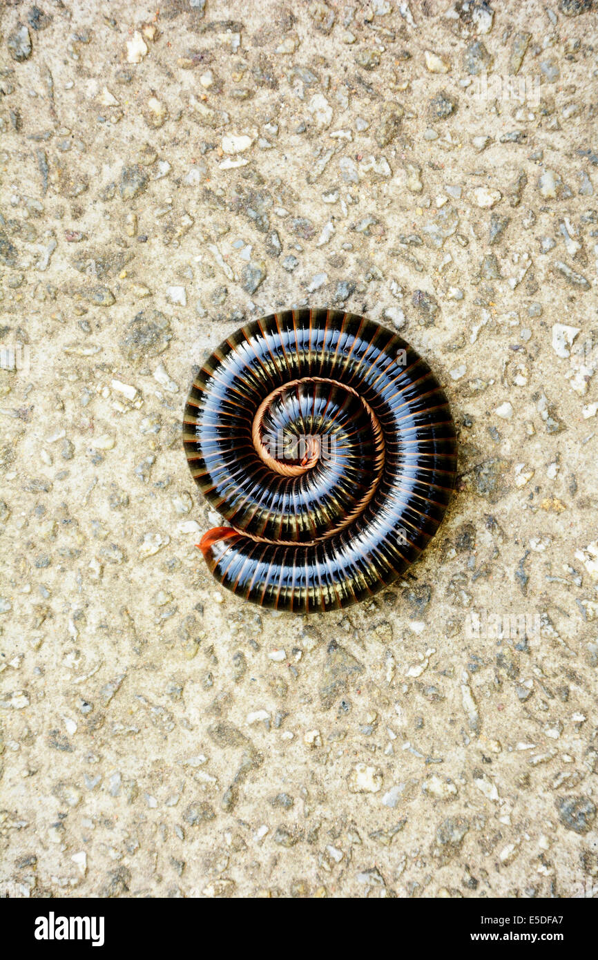 Millipede curled up on concrete floor Stock Photo - Alamy
