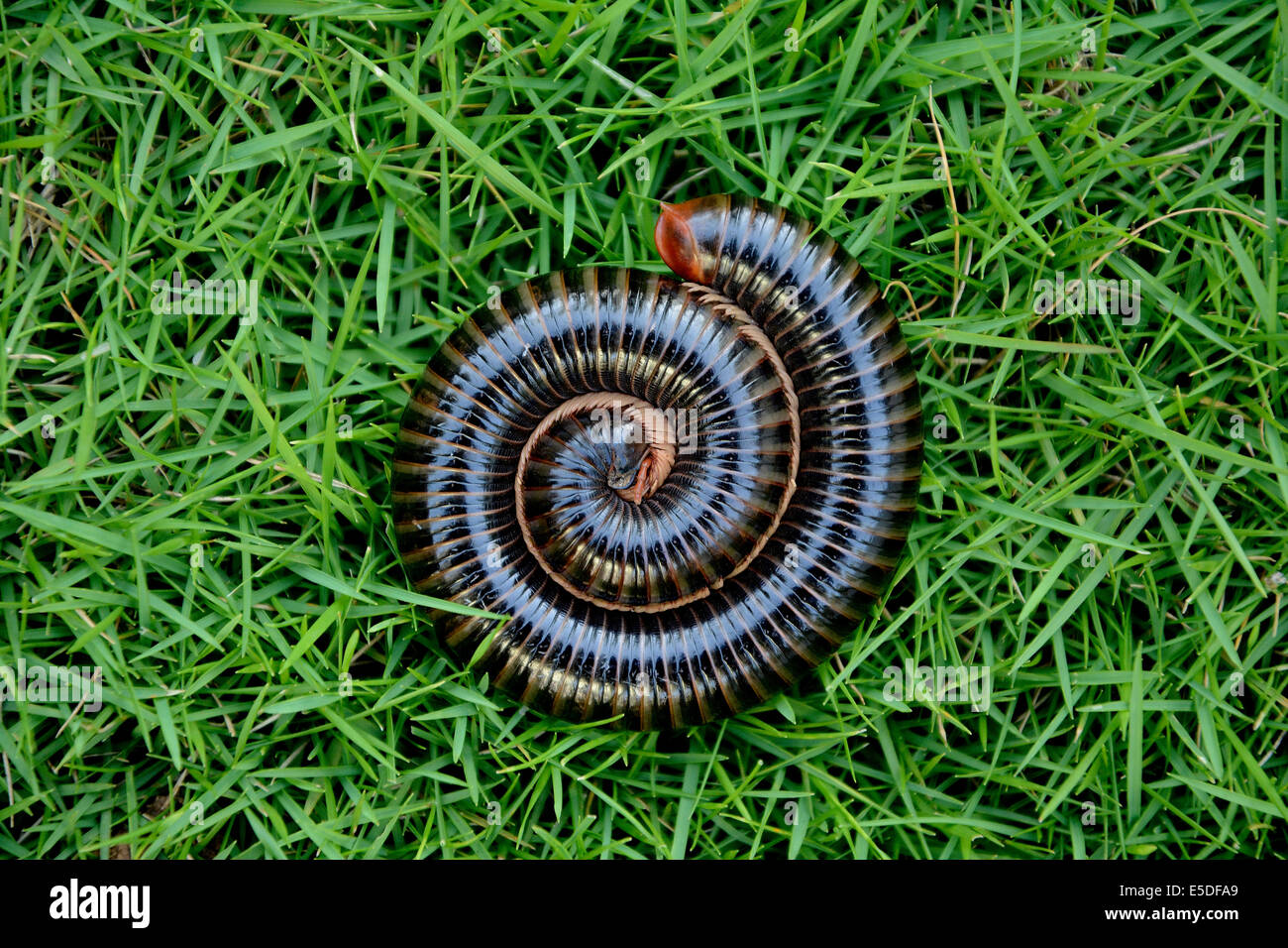 Curled up millipede hi-res stock photography and images - Alamy