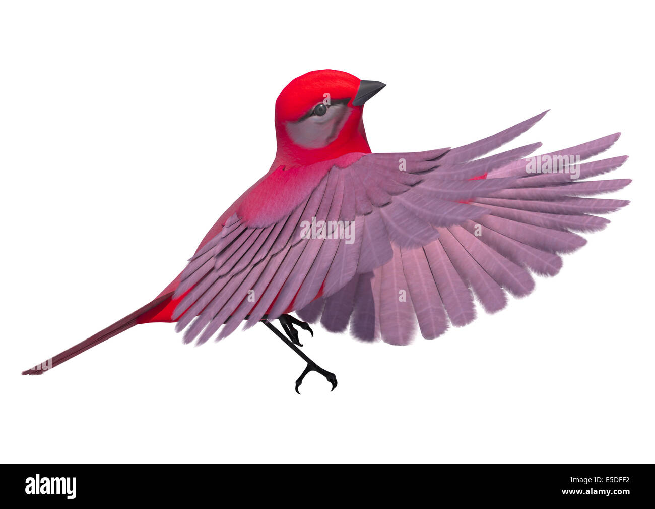 3d digital render of a flying songbird tanager isolated on white ...