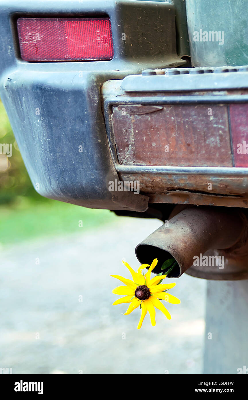 old car tail pipe with a flower Stock Photo - Alamy