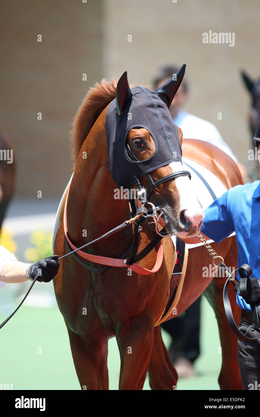 Chukyo racecourse hi-res stock photography and images - Alamy