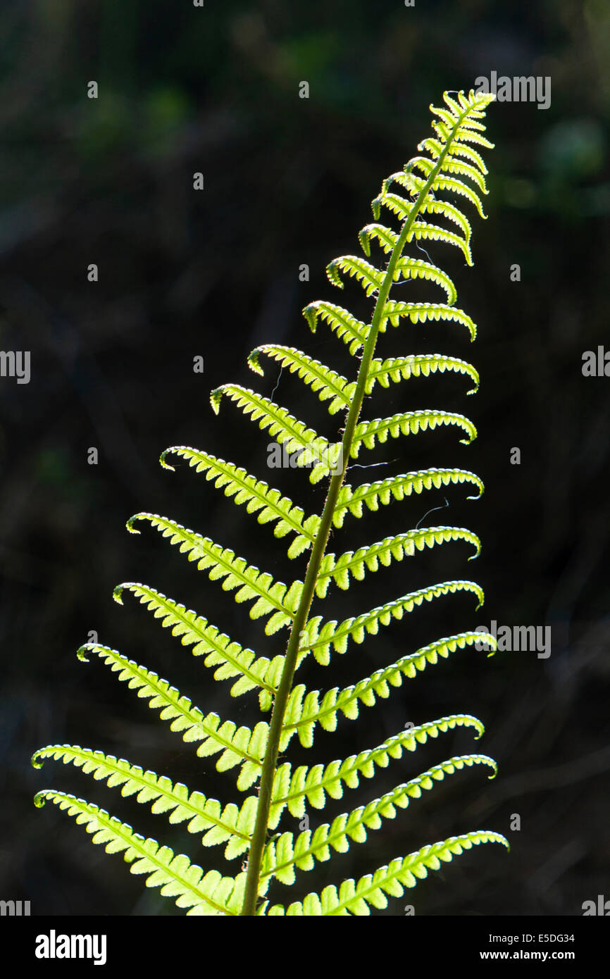 Frond, backlit, Germany Stock Photo - Alamy