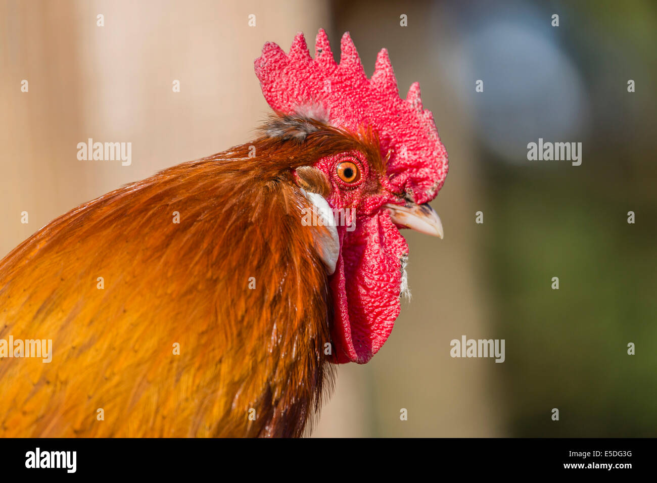 Domestic fowl, rooster, Tyrol, Austria Stock Photo - Alamy