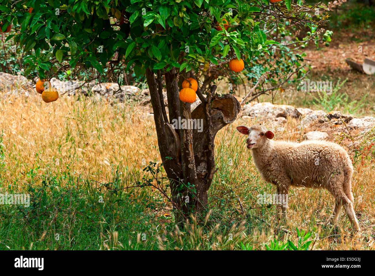 Orange sheep hi-res stock photography and images - Alamy