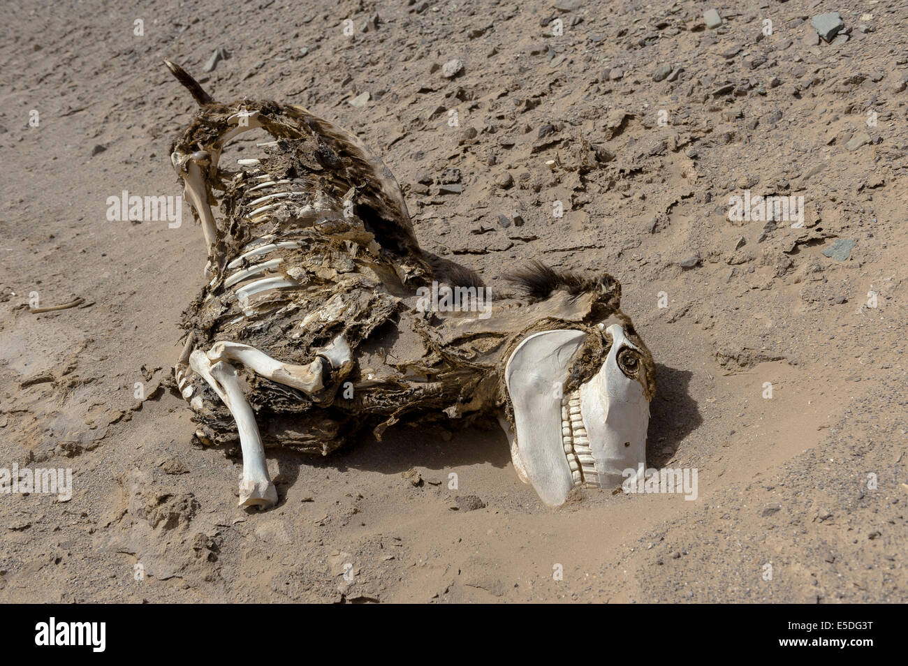 Carcass animal desert hi-res stock photography and images - Alamy