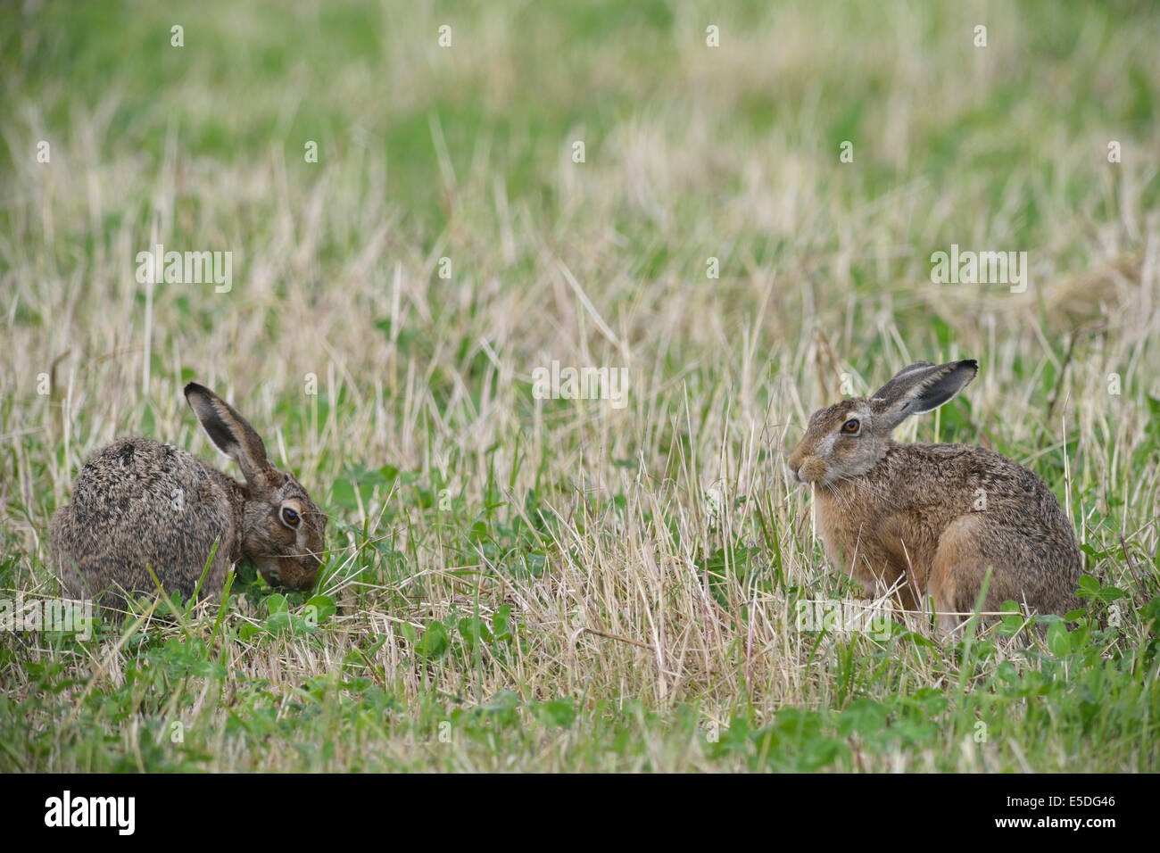 Two Hares (Lepus europaeus), Emsland, Lower Saxony, Germany Stock Photo ...