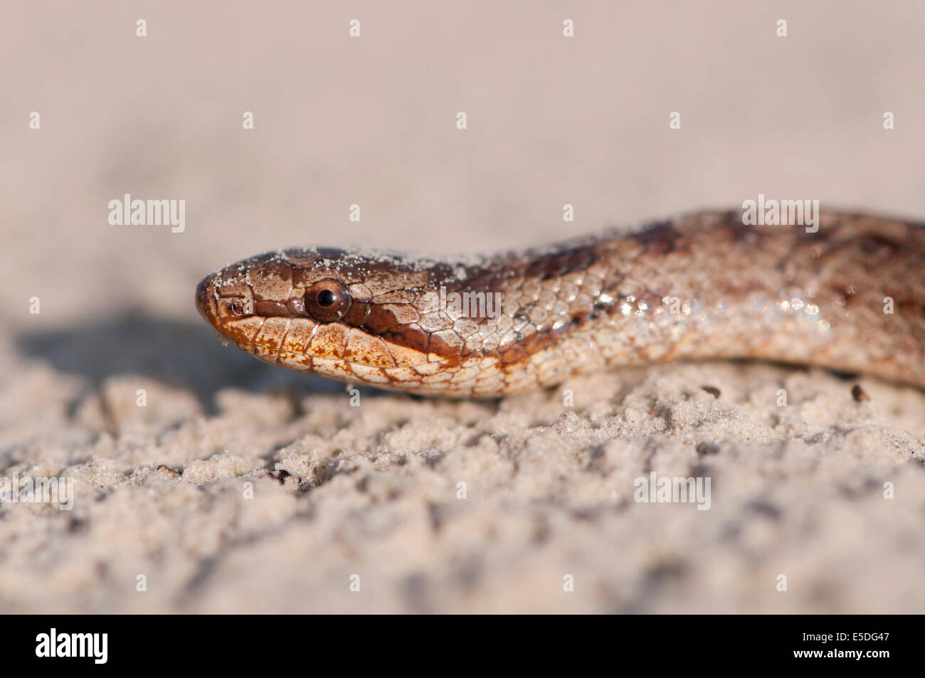 Smooth Snake (Coronella austriaca), Emsland, Lower Saxony, Germany ...
