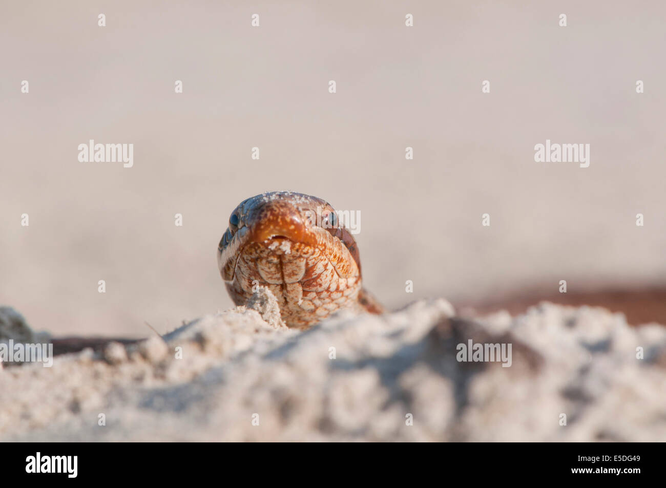 Smooth Snake (Coronella austriaca), Emsland, Lower Saxony, Germany ...