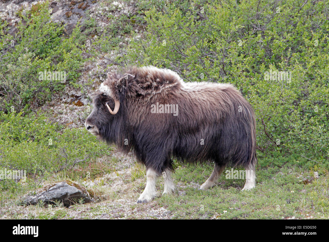 Musk Ox in the Canadian Tundra in summer Stock Photo - Alamy