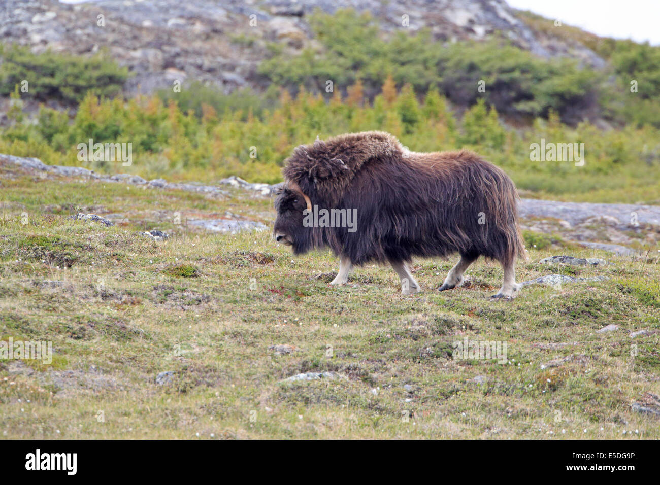 Musk ox tundra hi-res stock photography and images - Alamy