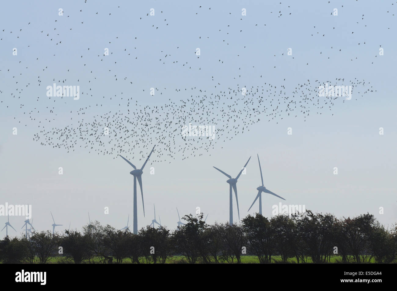Large flock of birds in front of wind turbines, Fehmarn Island ...