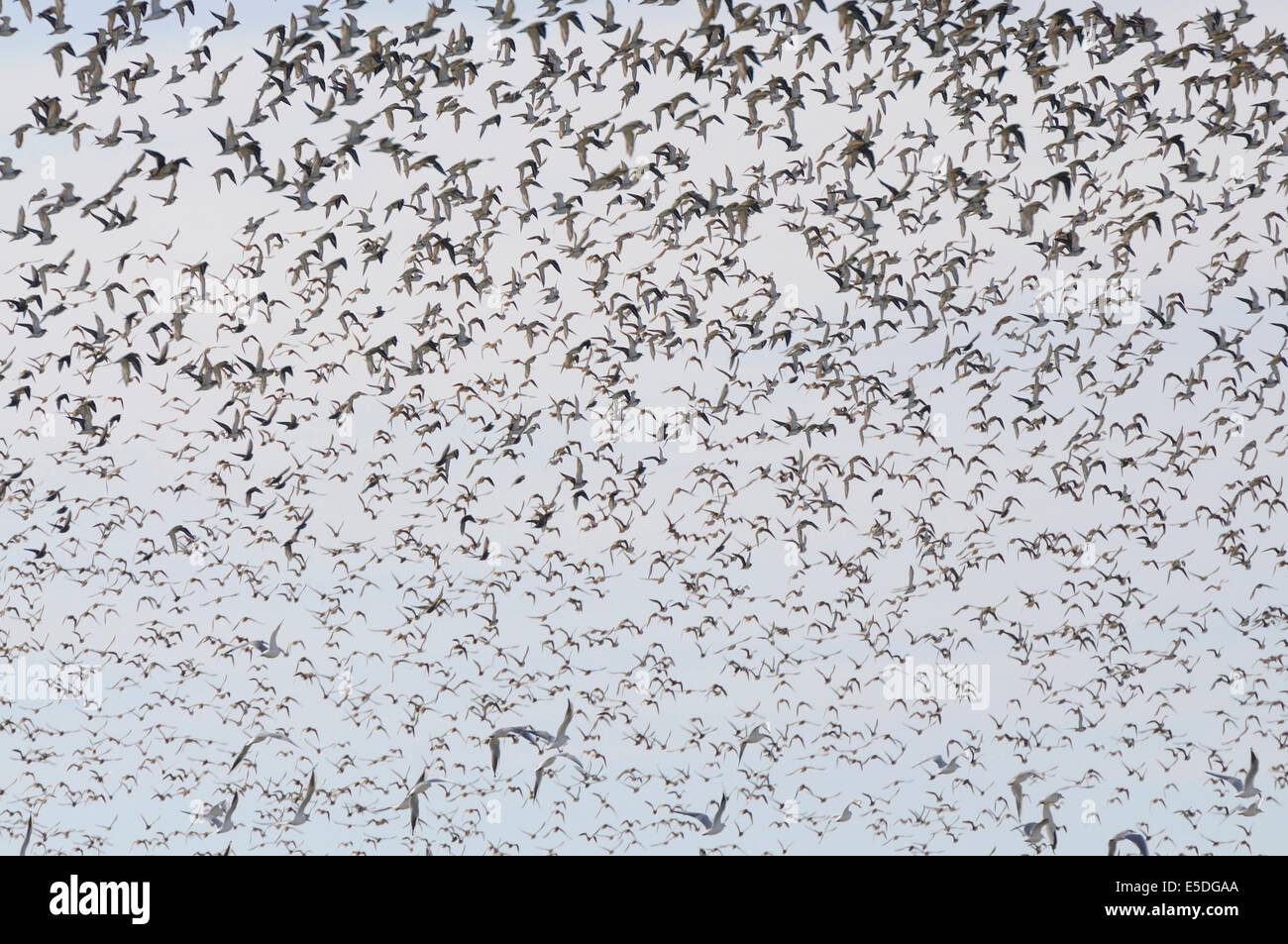 Golden plovers hi-res stock photography and images - Alamy