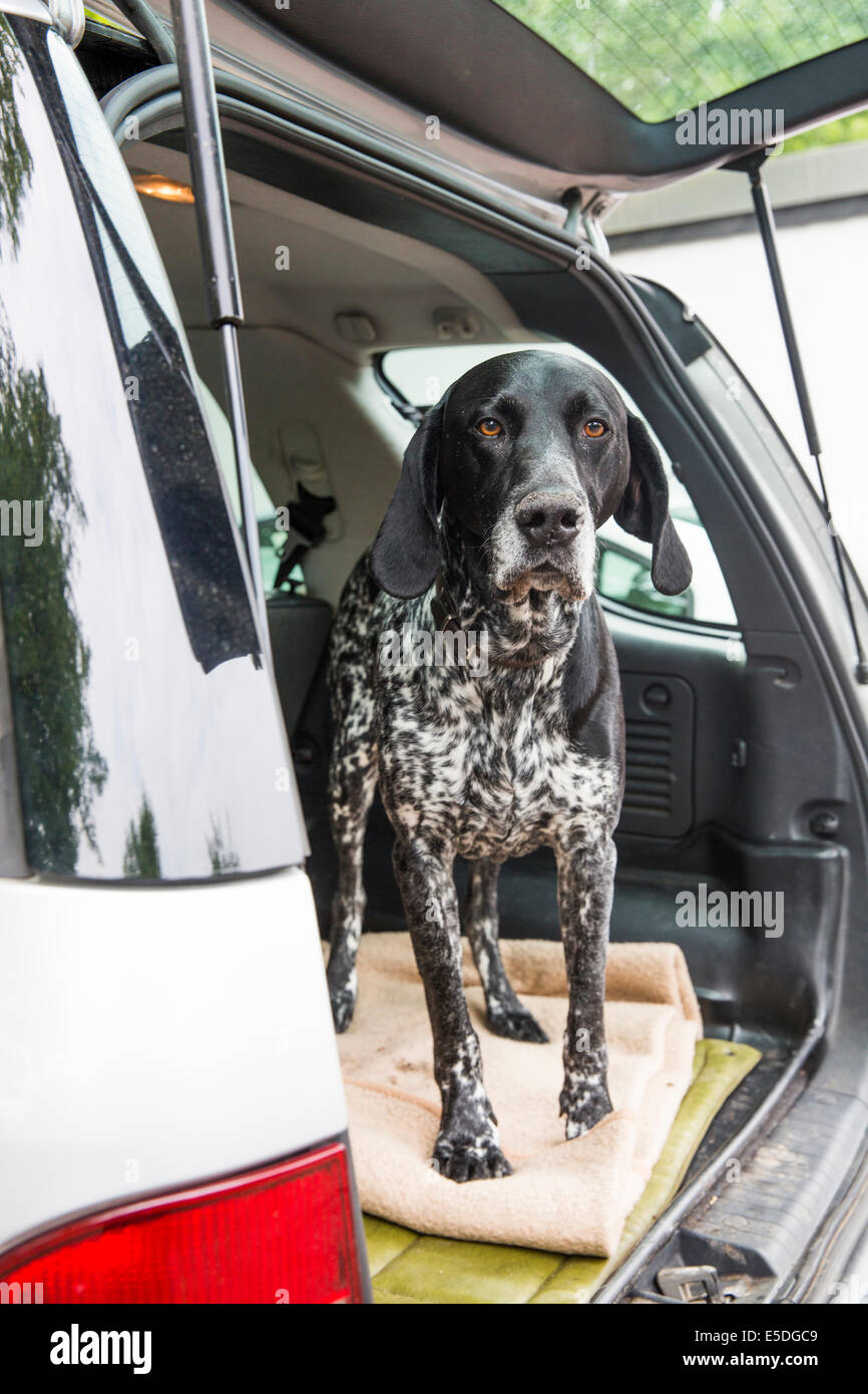 German Shorthaired Pointer standing in opened car boot Stock Photo - Alamy