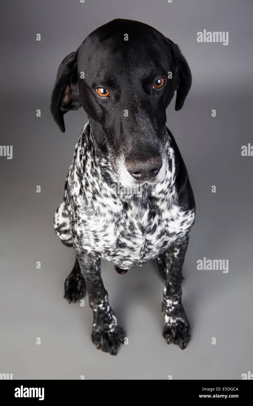 Portrait of well-behaved German Shorthaired Pointer sitting in front of ...