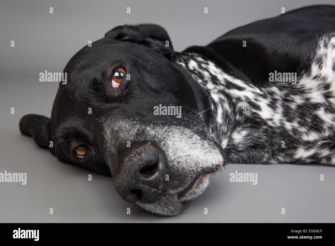 Portrait of German Shorthaired Pointer lying in front of grey ...