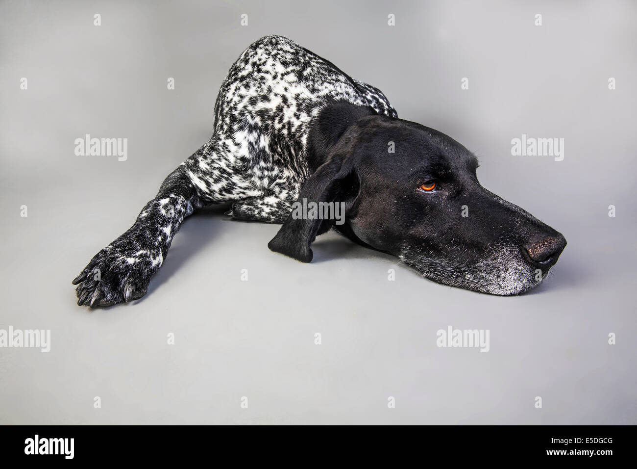 Portrait of German Shorthaired Pointer lying in front of grey ...