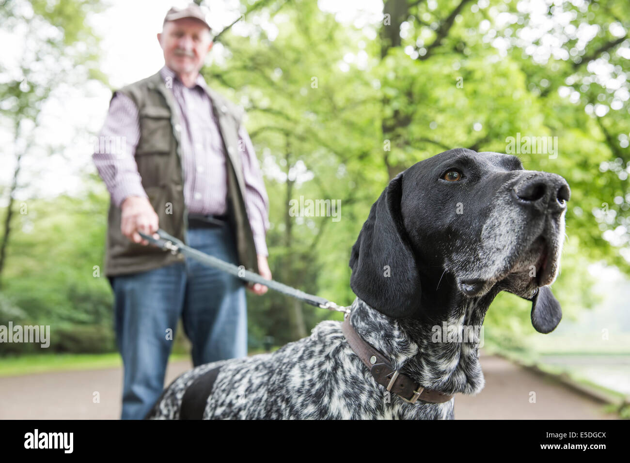 Senior man walking with his German Shorthaired Pointer in city park ...