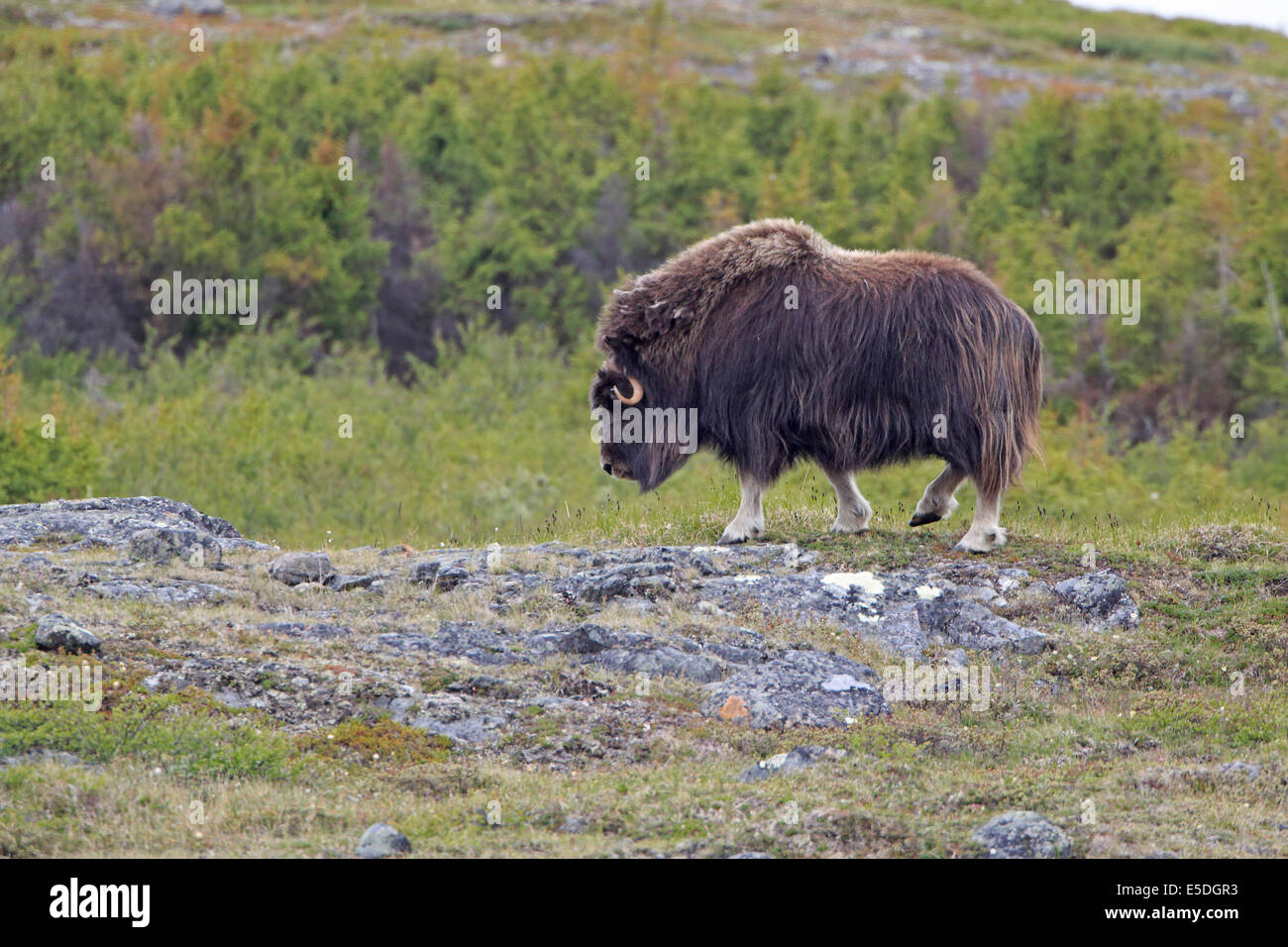 Musk ox tundra hi-res stock photography and images - Alamy