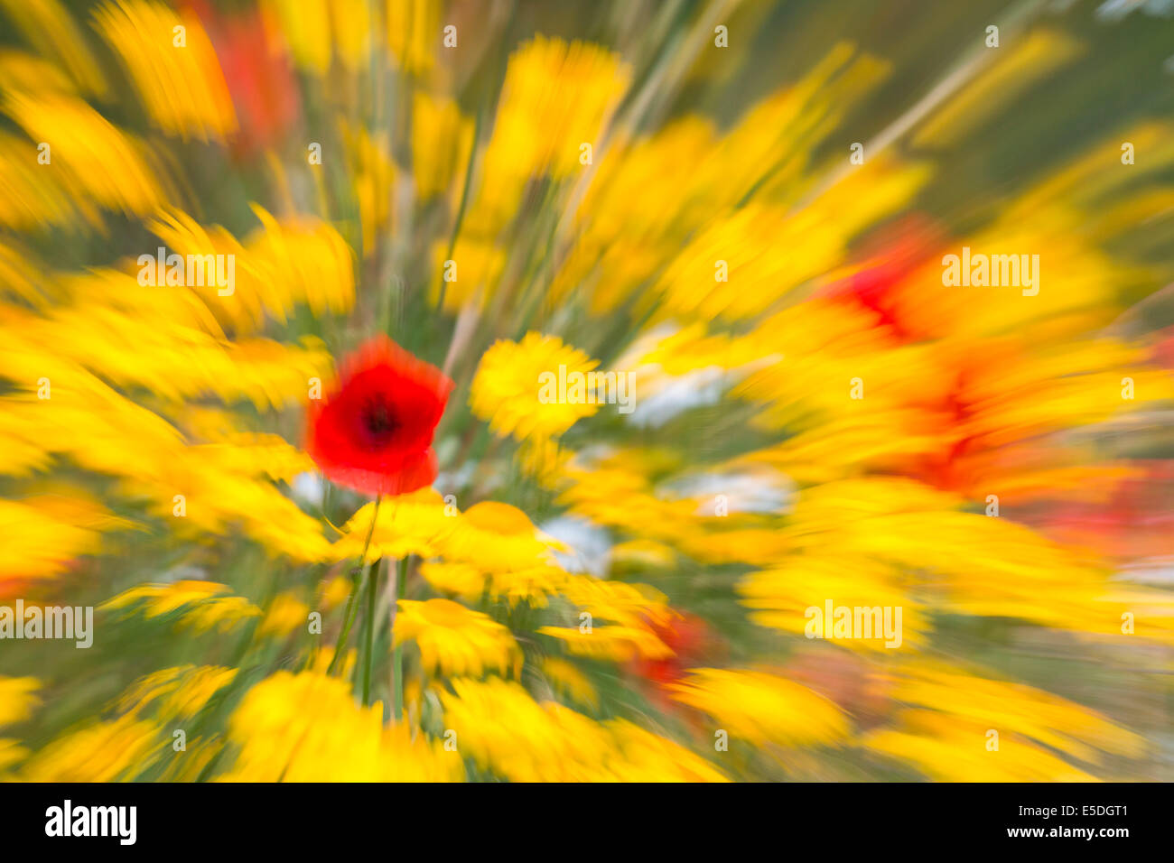 Summer flowers outdoors hi-res stock photography and images - Alamy