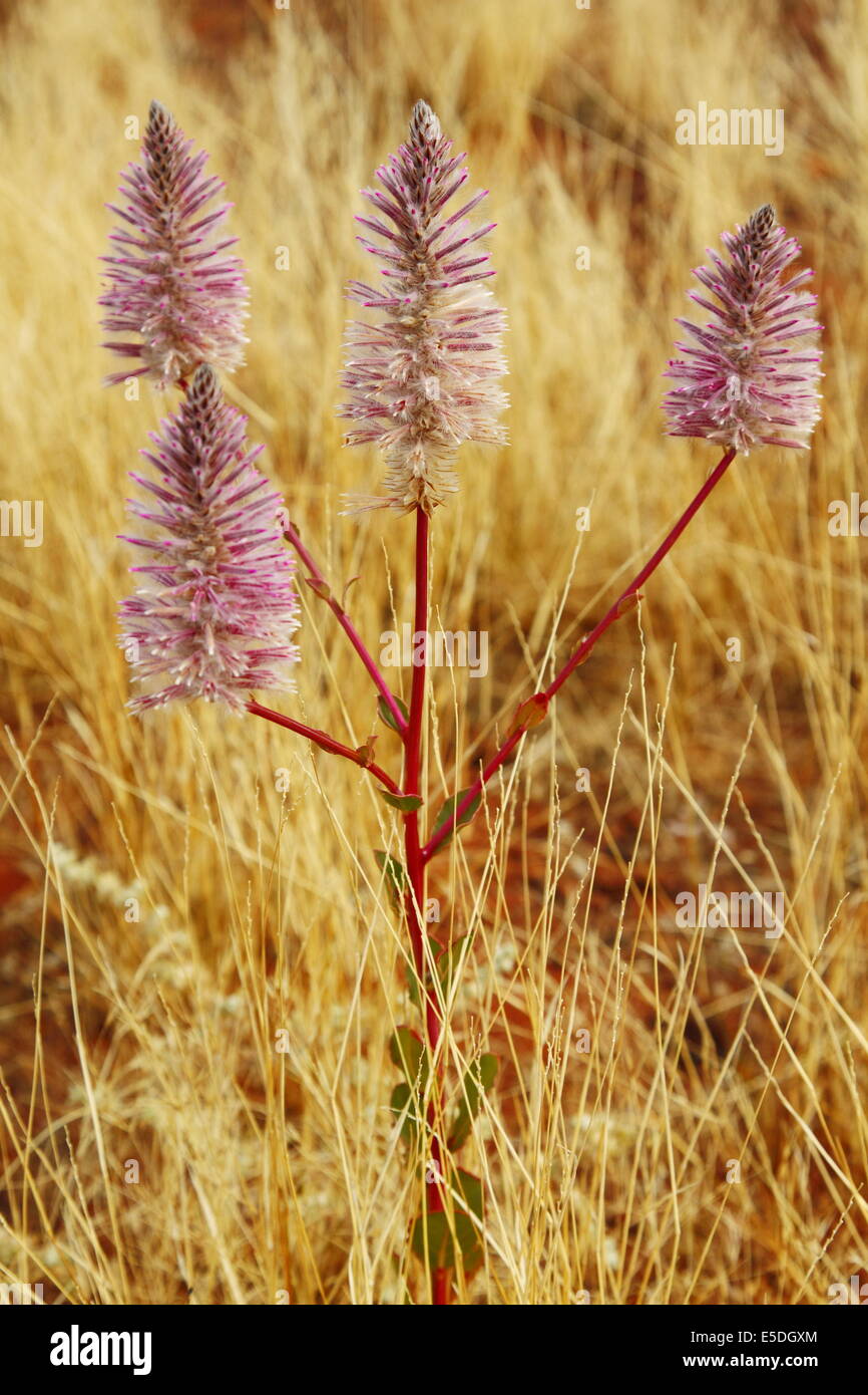 Australian native wildflowers - mulla mulla - in bloom in the outback ...